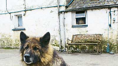 The Shepherd and the lamb! | pembroke-today.co.uk