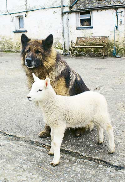 The Shepherd and the lamb! | pembroke-today.co.uk