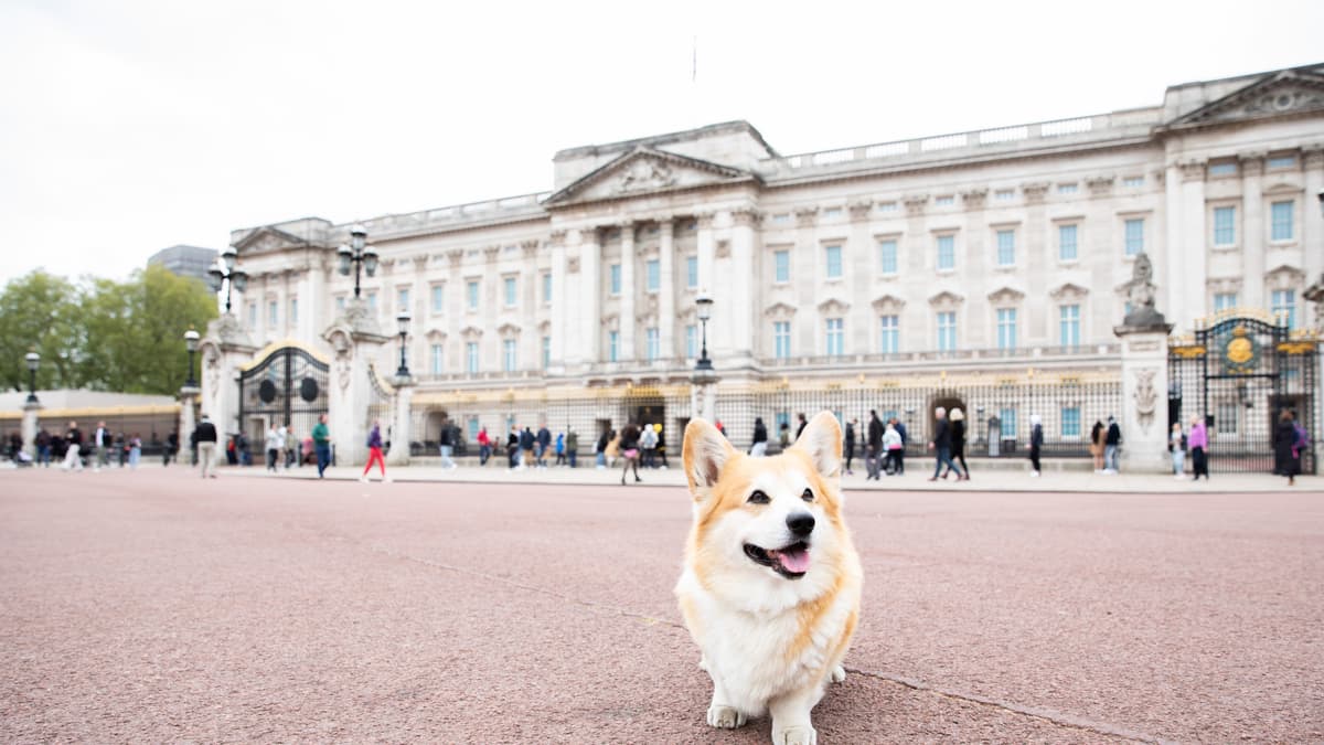 Jubilation as Queen’s favourite breed soars in popularity | pembroke ...