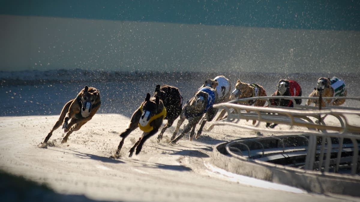 RSPCA hails ‘huge moment’ as Welsh Govt back ending greyhound racing ...