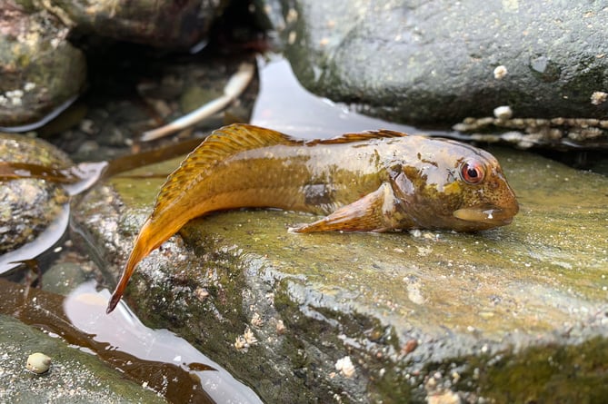 Wildlife Trust National Marine Week in Pembrokeshire with Seashore ...