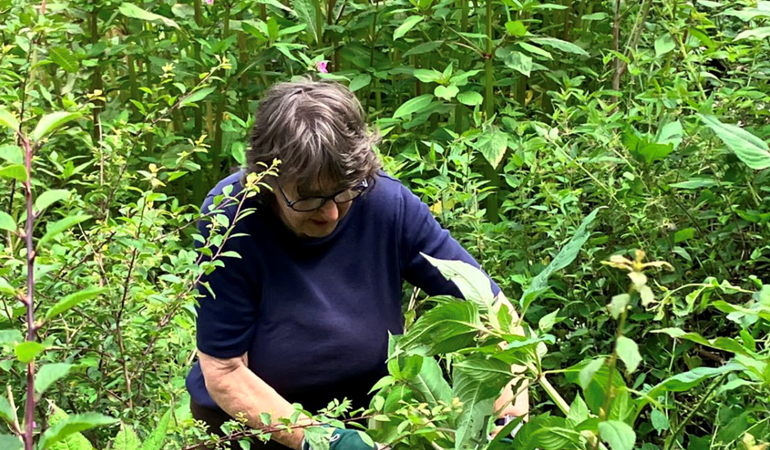 Call for volunteers to help protect rivers from invasive species ...